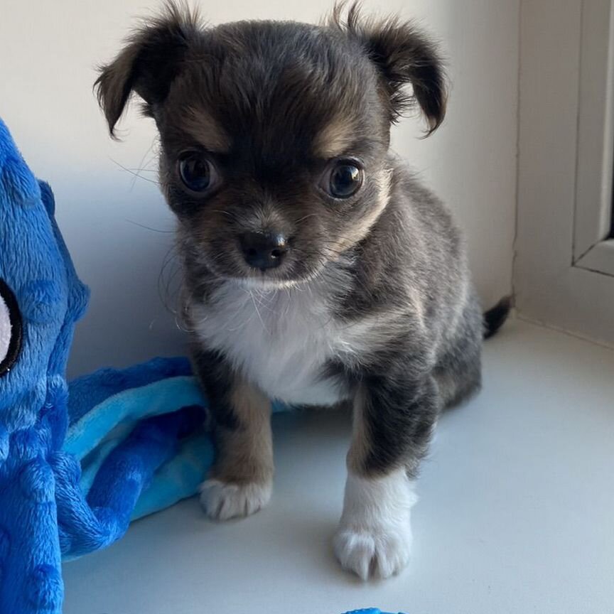 Чихуахуа, щенок