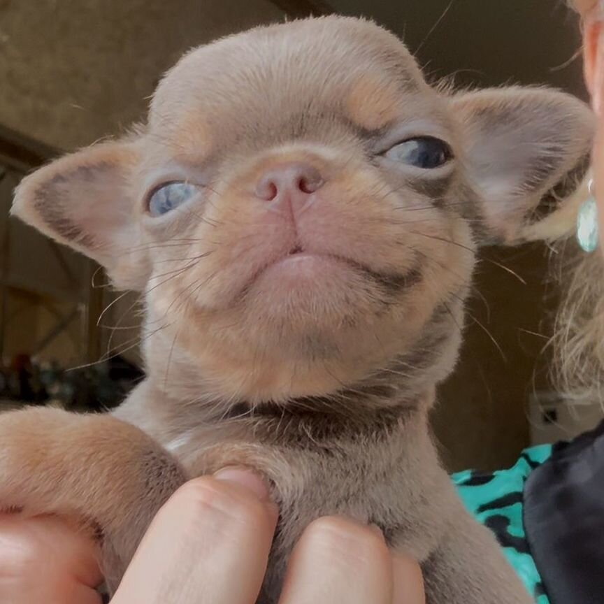 Чихуахуа, щенок