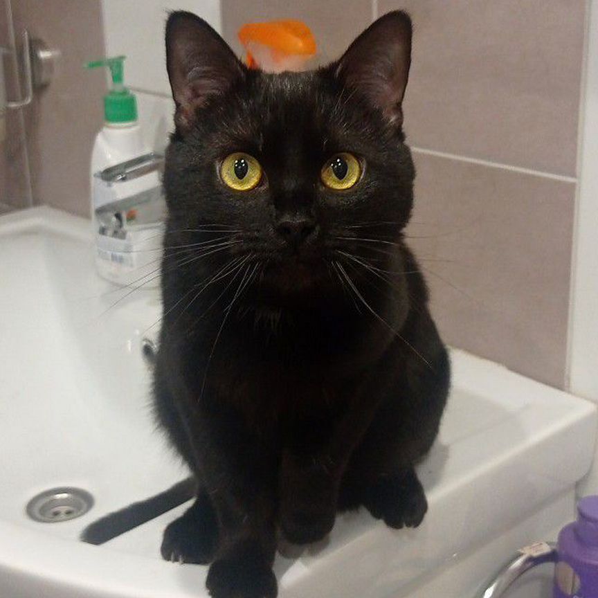 Отдам кота в добрые руки
