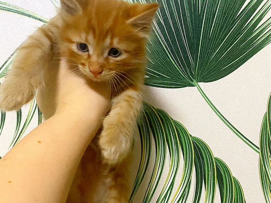 Котята в добрые руки даром бесплатно