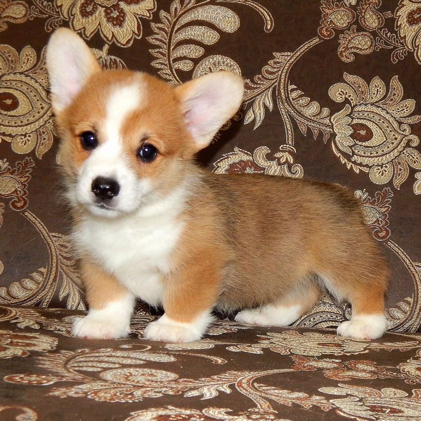 Вельш-корги пемброк щенки