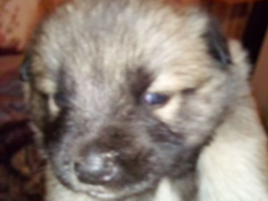 Собака щенок