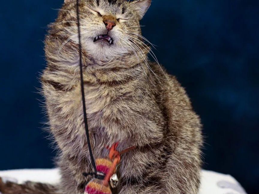 Возьми котика в дом