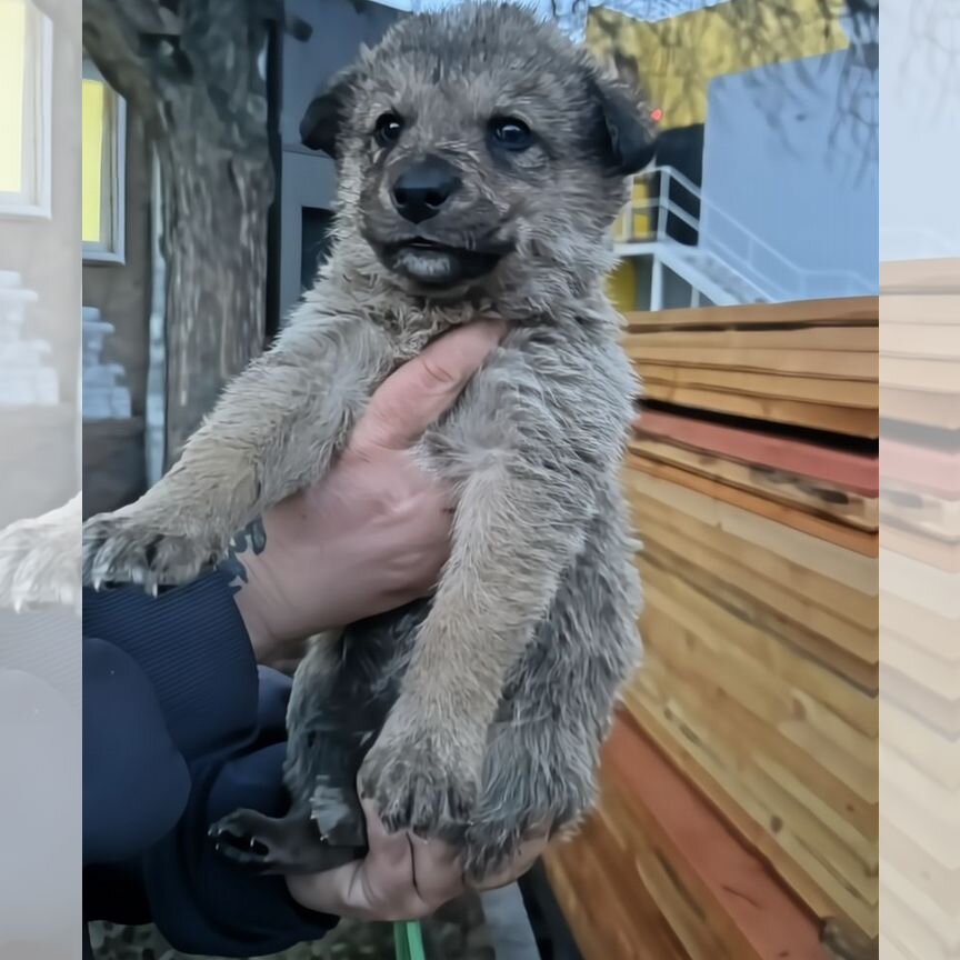 Щенок в добрые руки