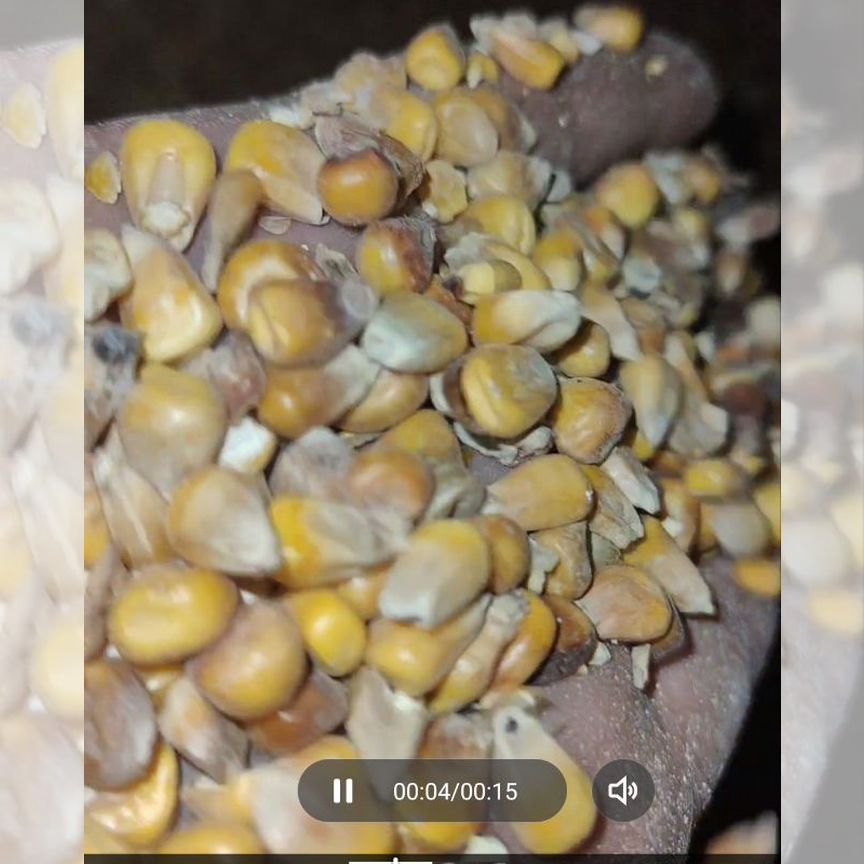 Кукуруза кормовая в мешках