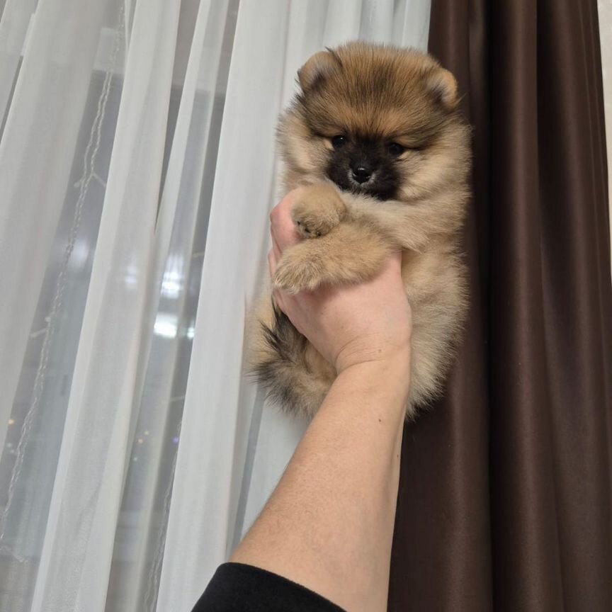 Померанский шпиц, щенок