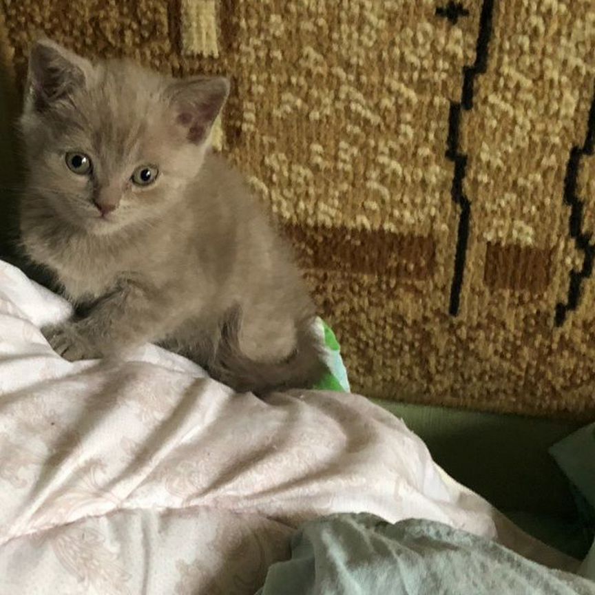 Шотландский Подарок