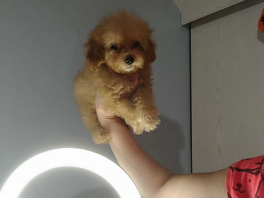 Мальтипушка Аришка