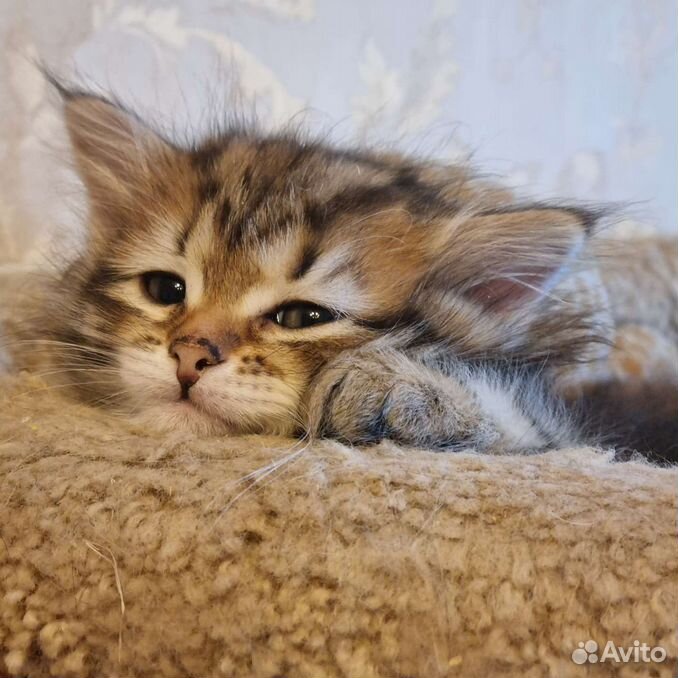 Сибирская братва с отличной родословной