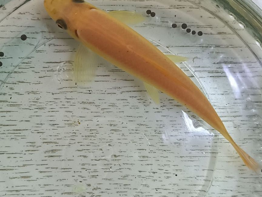 Водорослеед и сомик анцитрус цена за обоих