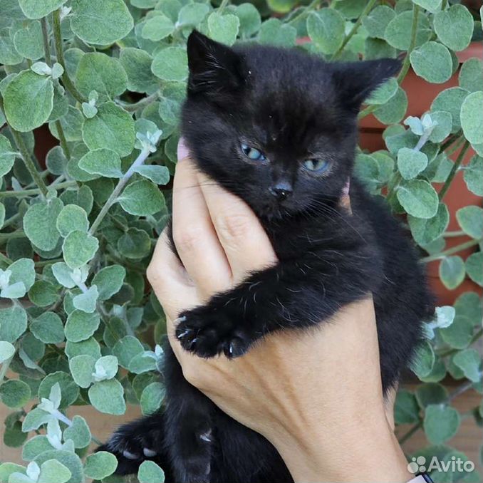 Супер чёрные котята