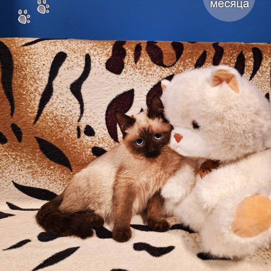 Сапфирчик очаровательный малыш