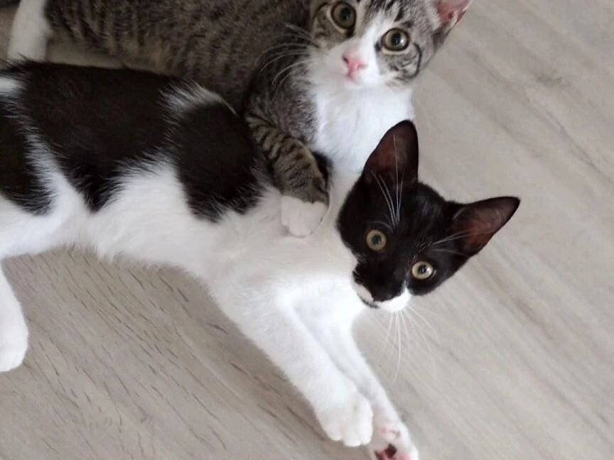 Котенок девочка