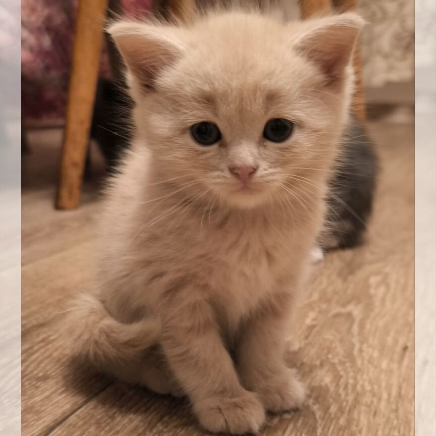 Котик с британскими корнями