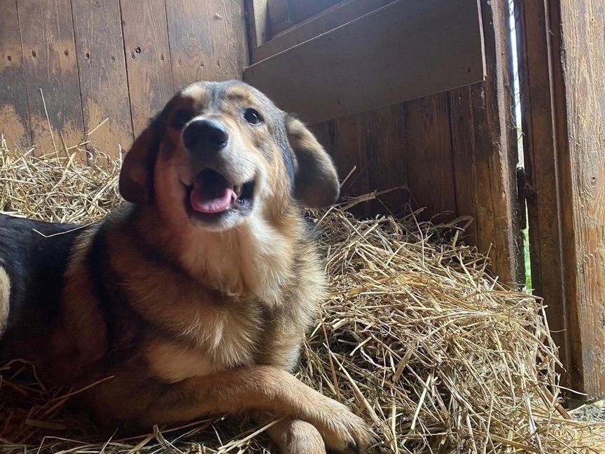 Собака в добрые руки