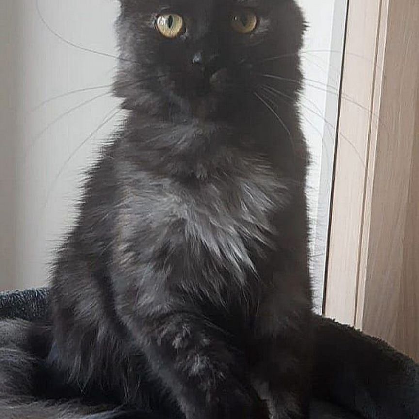 Котята мейн кун Джесси