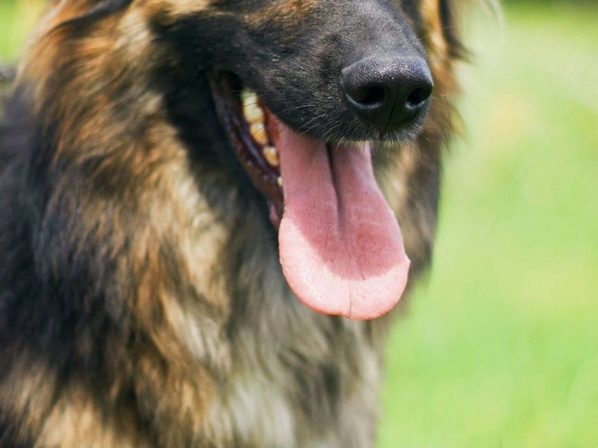 Собаке нужна заботливая семья