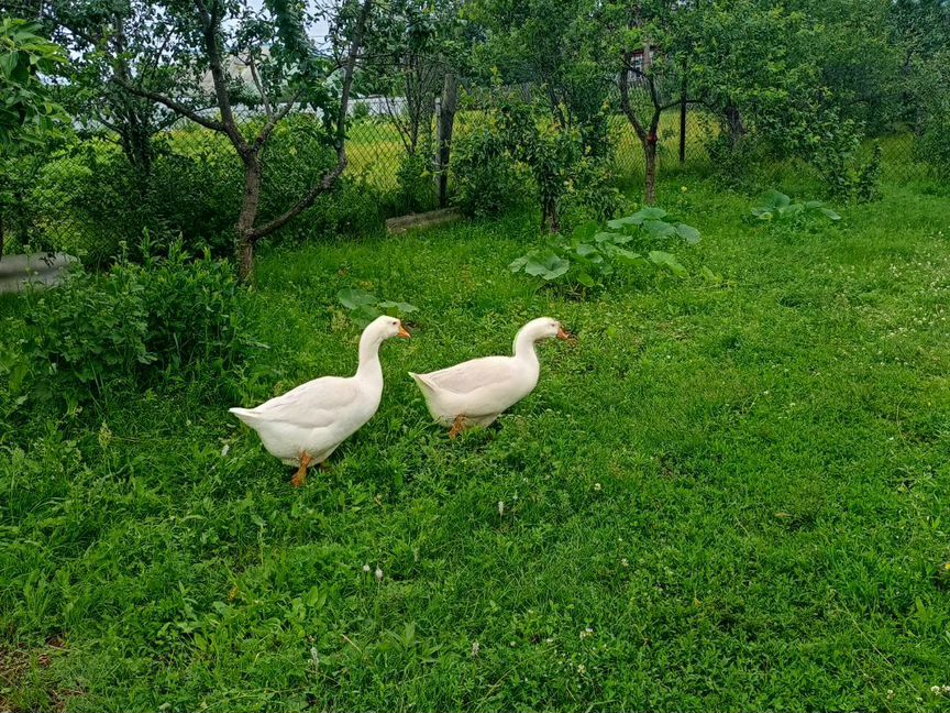 Гусыни белая Линда