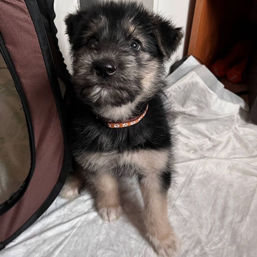 Щенок в добрые руки