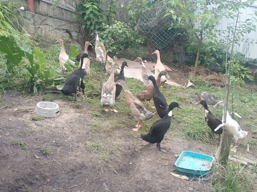 Утки индийский бегунок