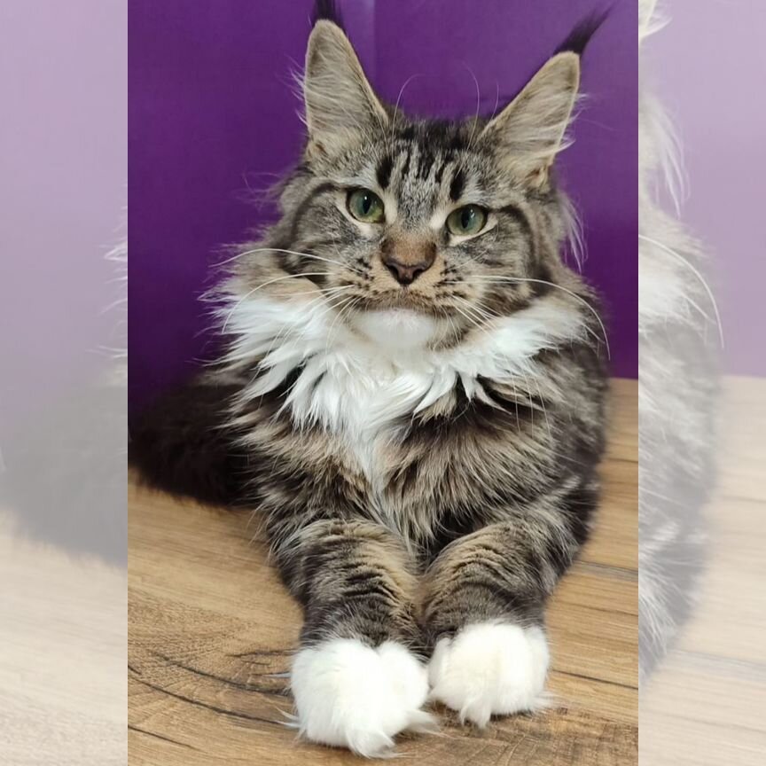 Мейн-кун котёнок