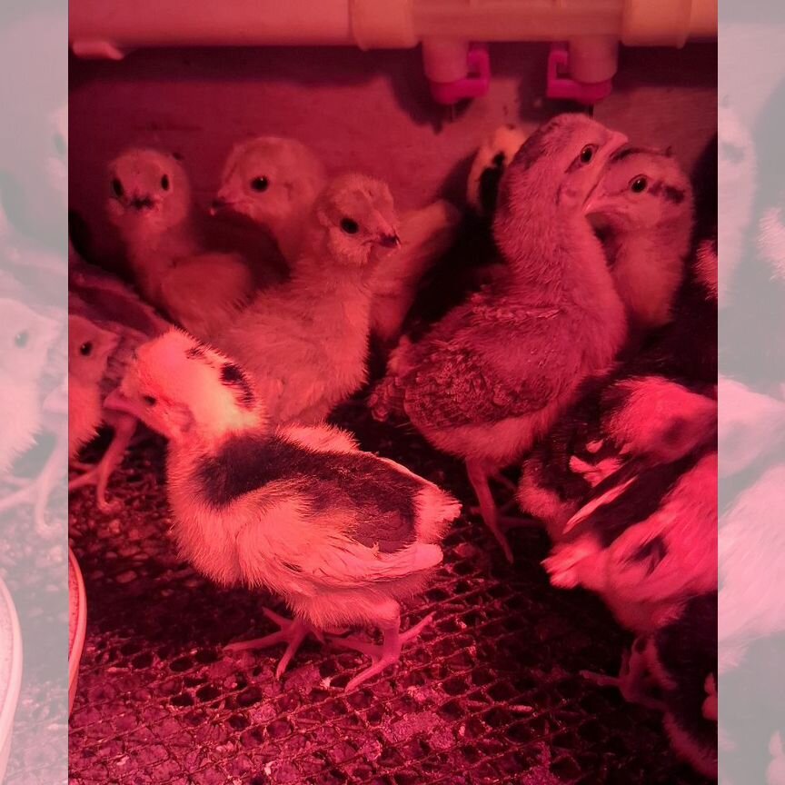 Цыплята породы кур