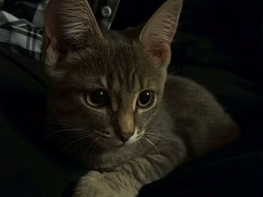 Котёнок