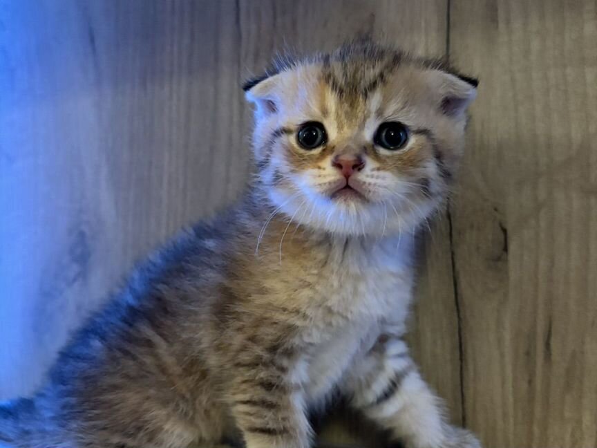 Шотладские вислоухие котята