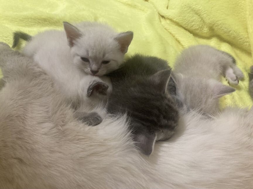 Шотландские прямоухие котята