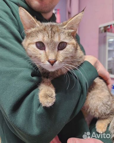 Кошка Глаша с особенными глазками