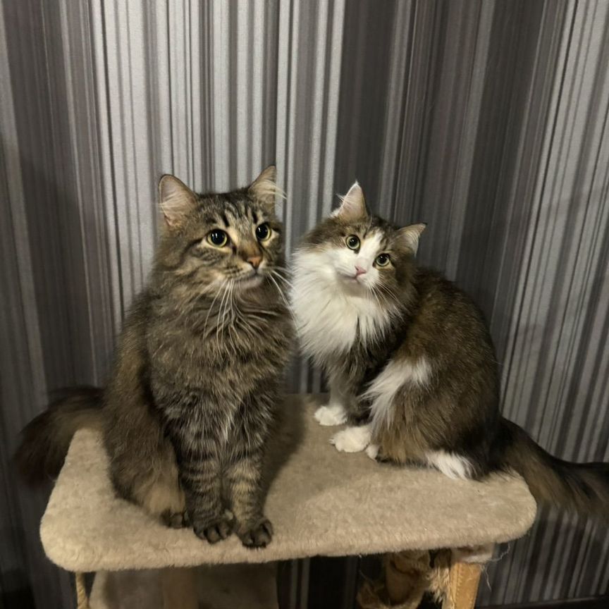 Замечательные коты в добрые, надёжные руки