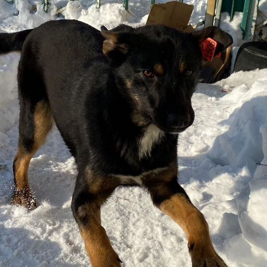 Собака охранница