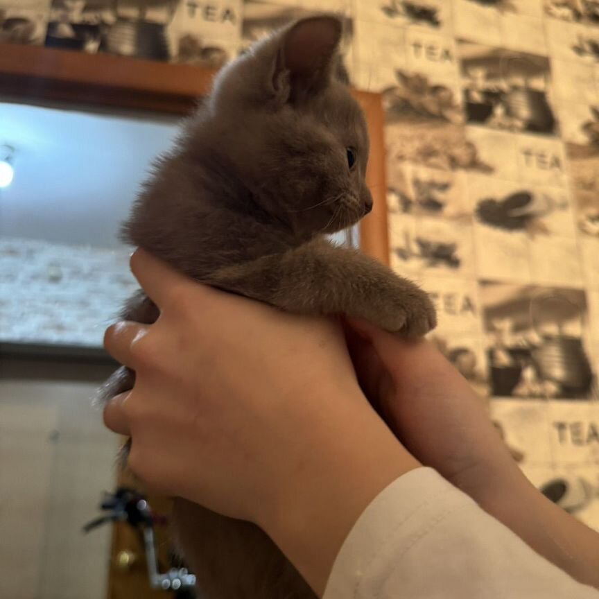 Шатладский котенок