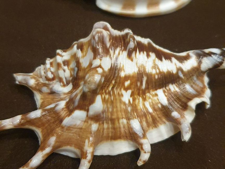 Необычные ракушки морские