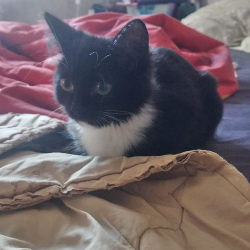 Котшечка