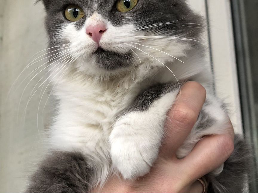 Милая пушистая кошечка