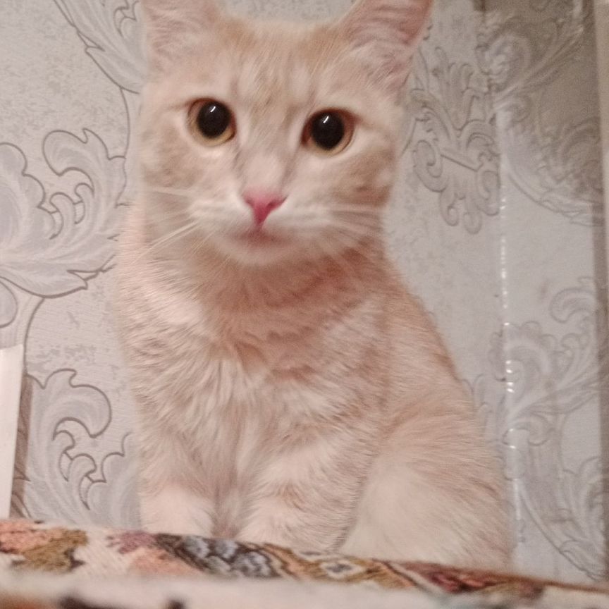 Взрослая, кошка в добрые руки