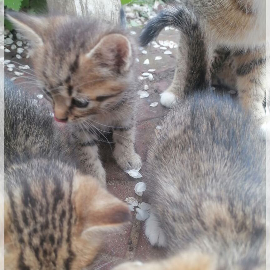 Котёнок в добрые руки