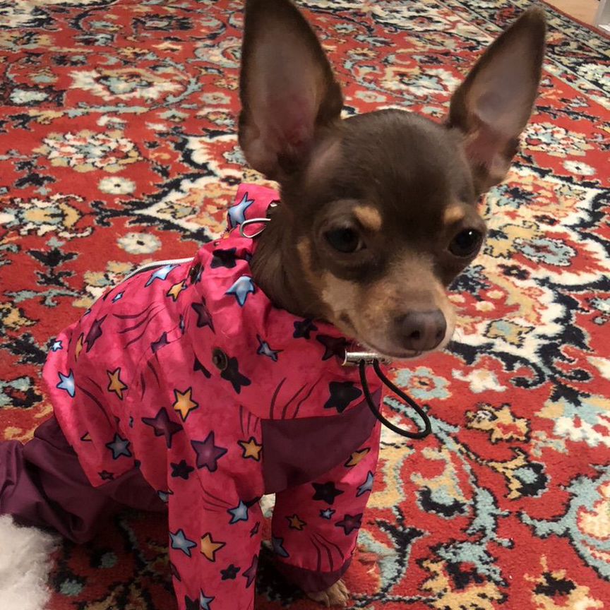 Ветровка для собак маленьких пород