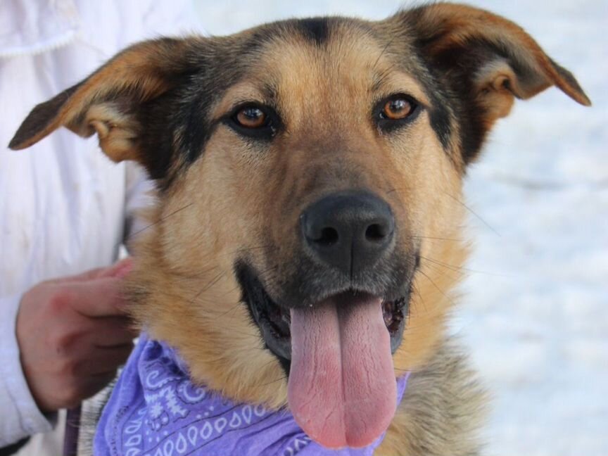 Пес Рэм живет в приюте. Ищем дом