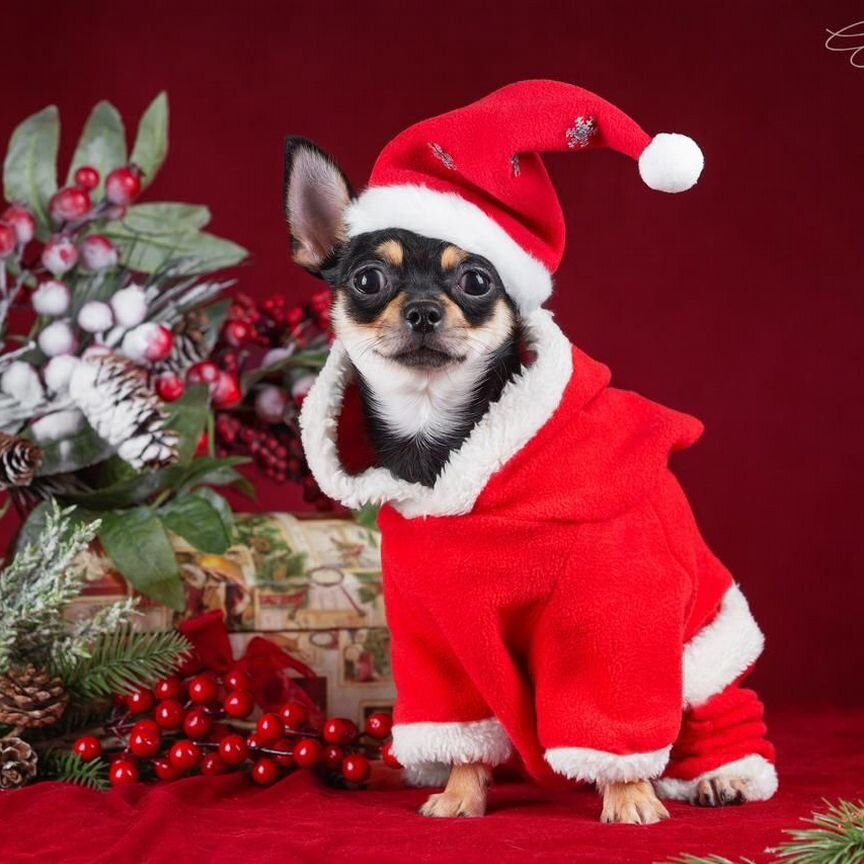 Брутальный щенок Чихуахуа