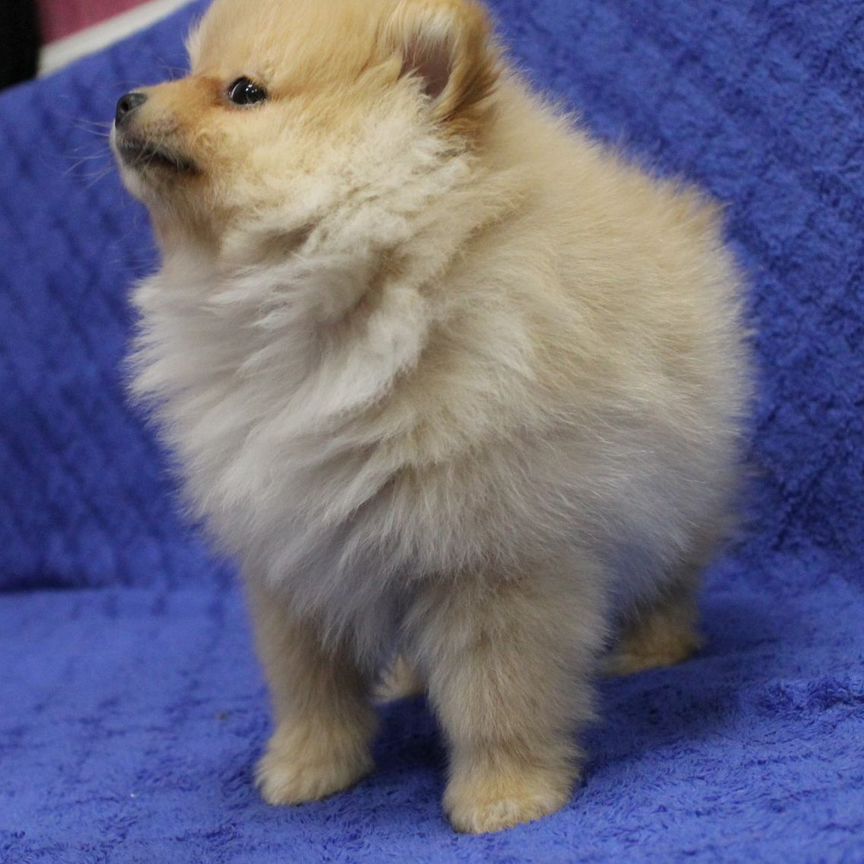Померанский шпиц, щенок