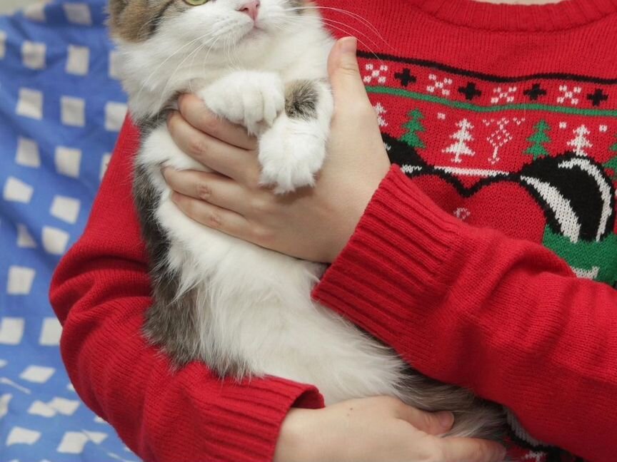 Котенок Нафаня 6 мес