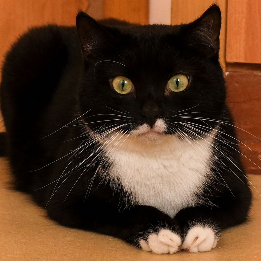 Взрослый кот в добрые руки