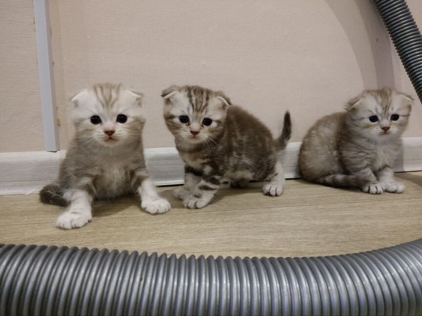 Отдадим котят в добрые руки