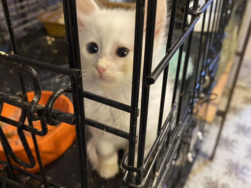 Отдам белого котенка в добрые руки