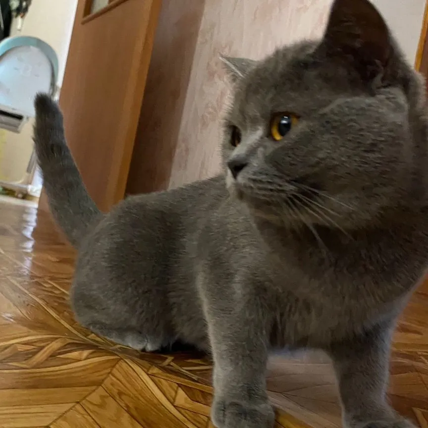Вязка британских кошек