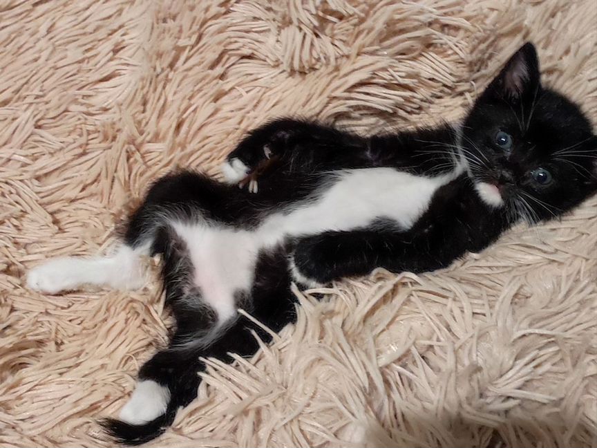 Котенок