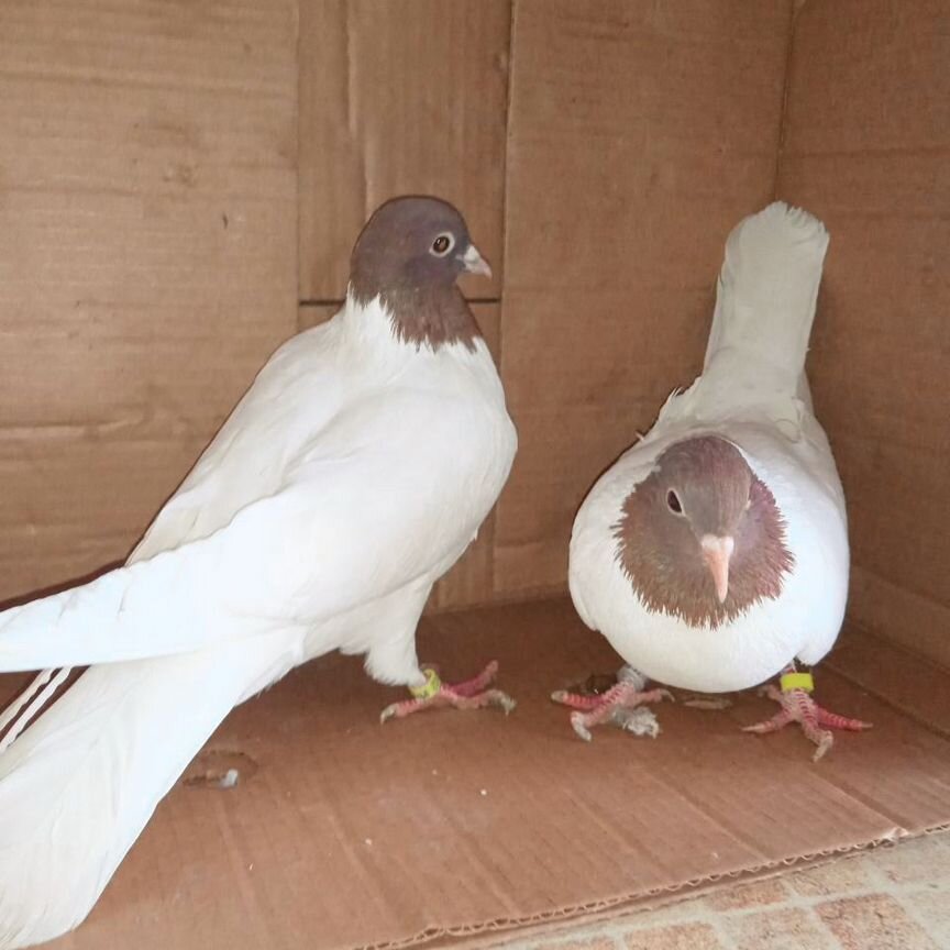 Продам Красноголовых