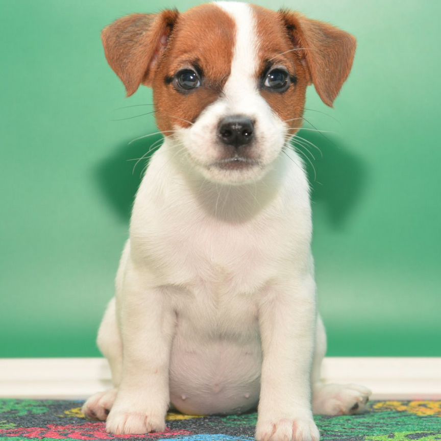 Джек рассел терьер, девочка, РКФ